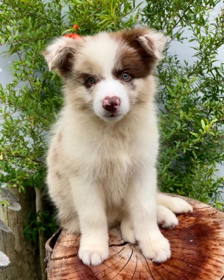 Get Amazing Border Collie Puppies From David Border Collies