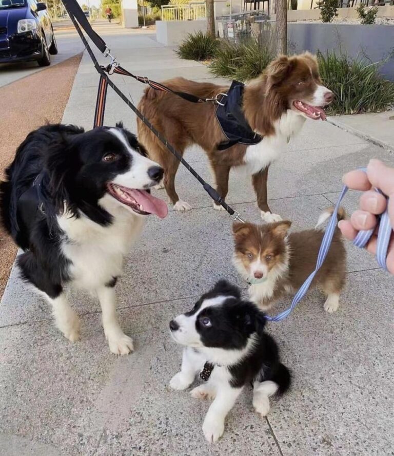 About Us – David Border Collie